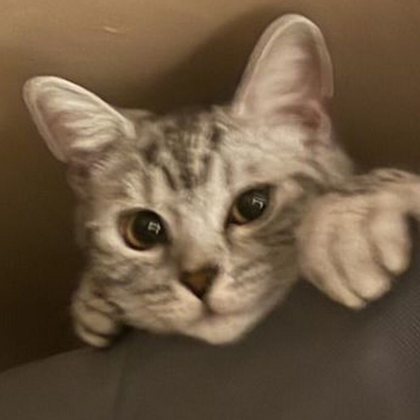 Шотландский прямоухий короткошёрстный котёнок