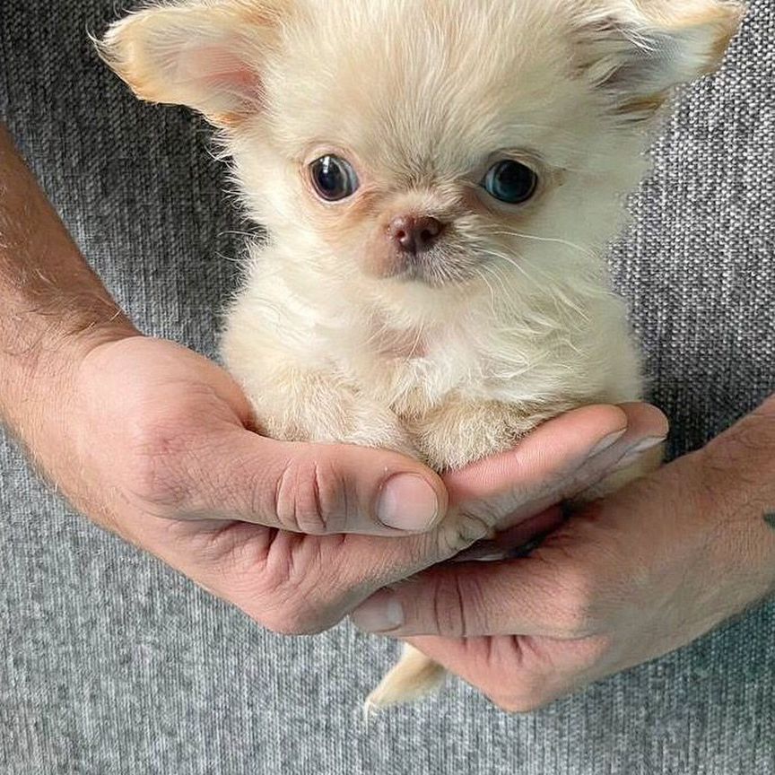 Щенки чихуахуа