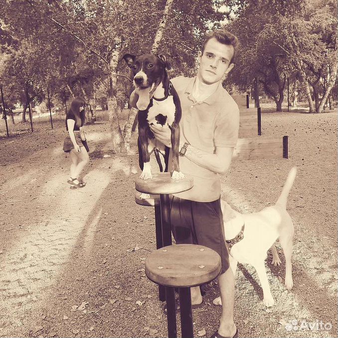 Вязка Американского стаффордшиского терьера