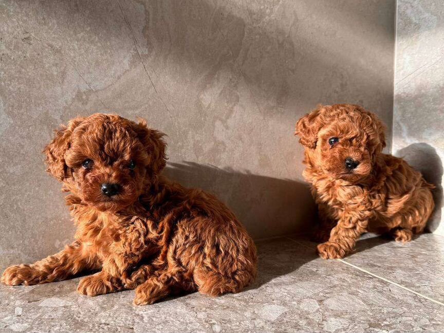 Щенята карликова пуделя