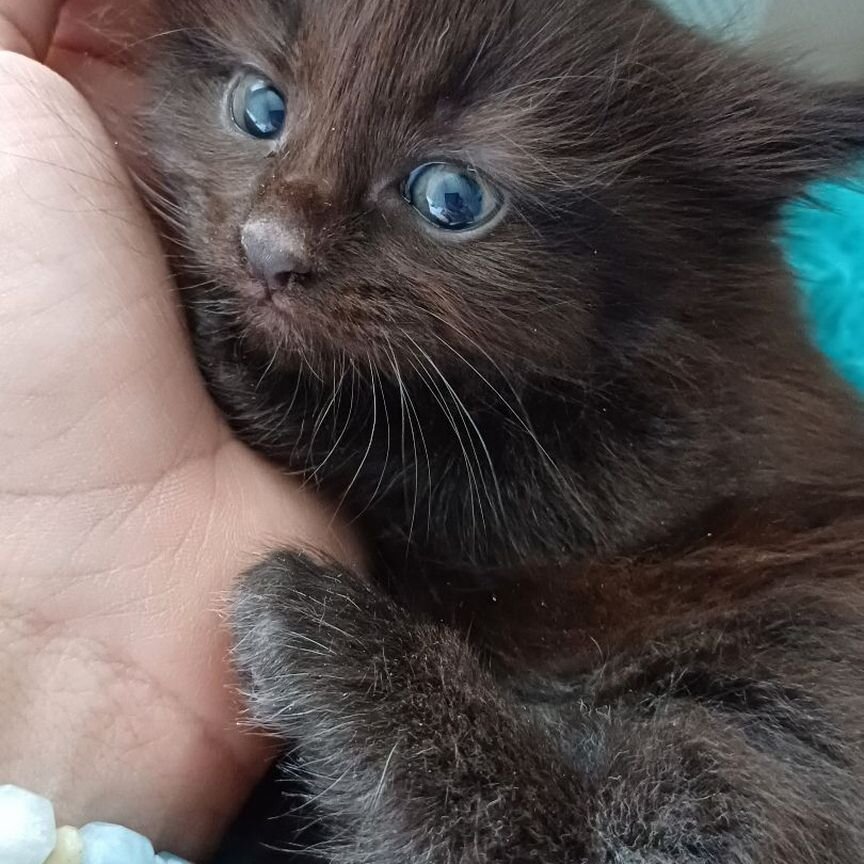 Кошечка