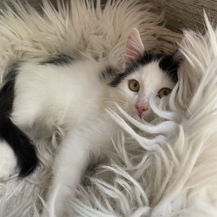 Котенок 4 мес