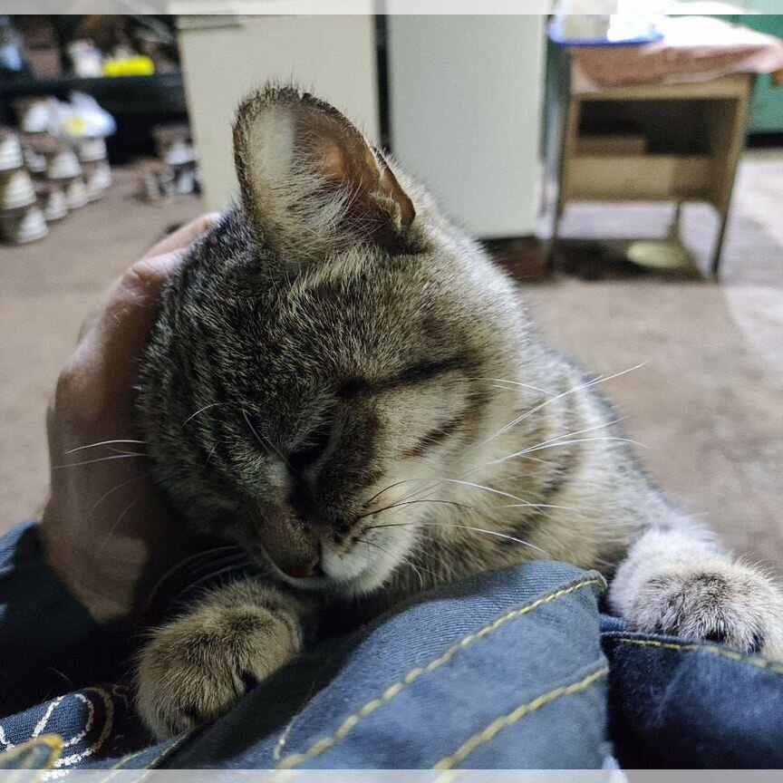 Кошка и кот живут на заводе нужны добрые руки
