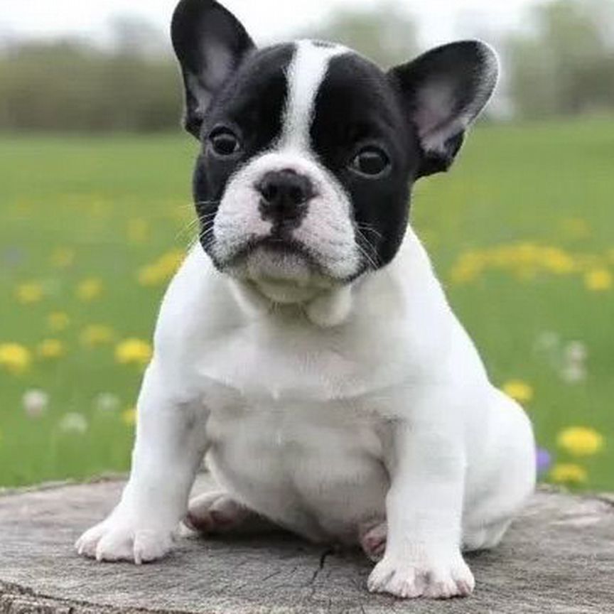 Французский бульдог, щенок