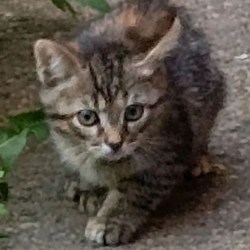 Котёнок в добрые руки