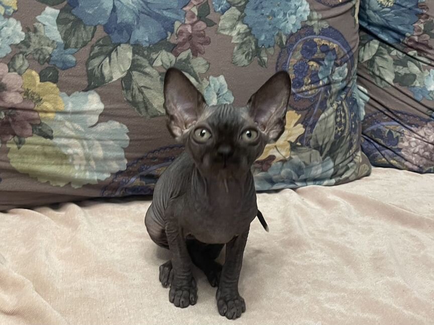 Канадский сфинкс котята