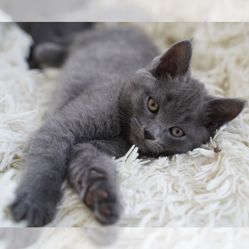 Британские котята