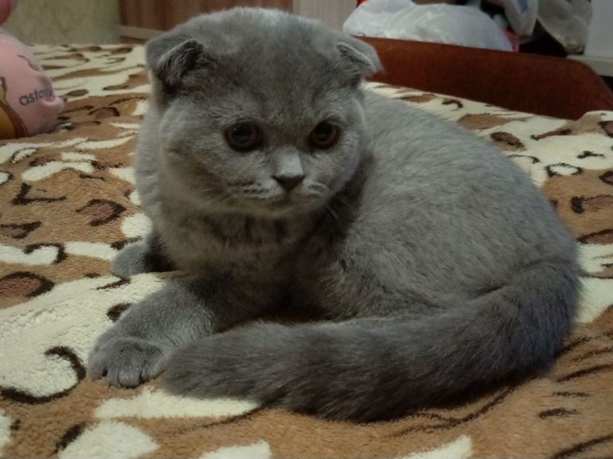 Шотландские вислоухие котята