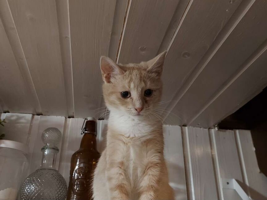 Котенок девочка в добрые руки