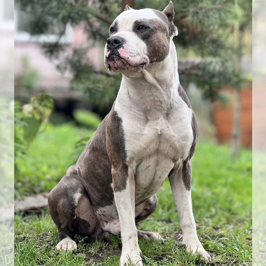 Вязка стаффордширский терьер