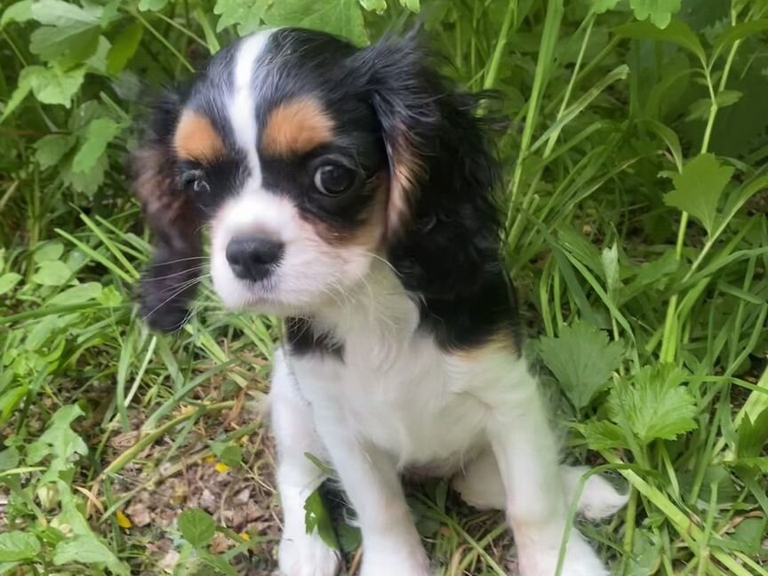 Кавалер кинг чарльз спаниель, щенок девочка