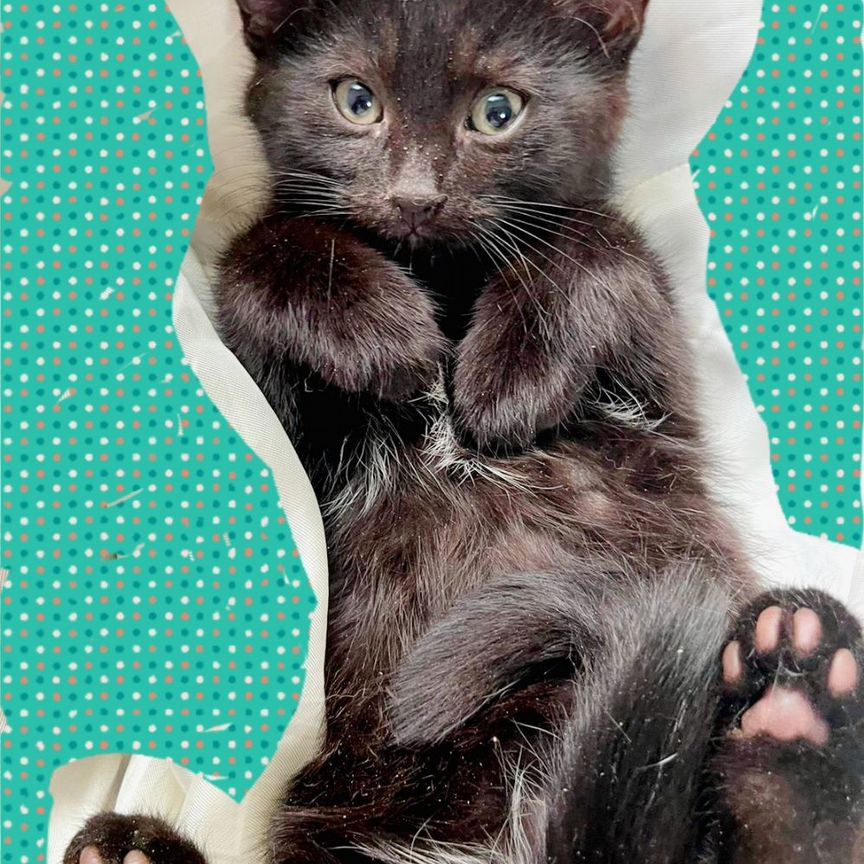 Котёнок