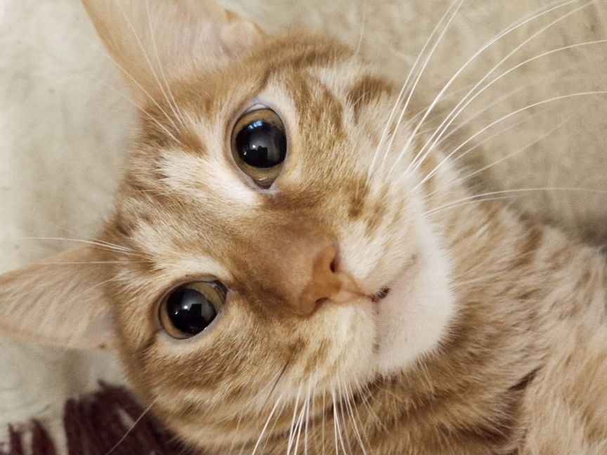 Кошка в дар бесплатно