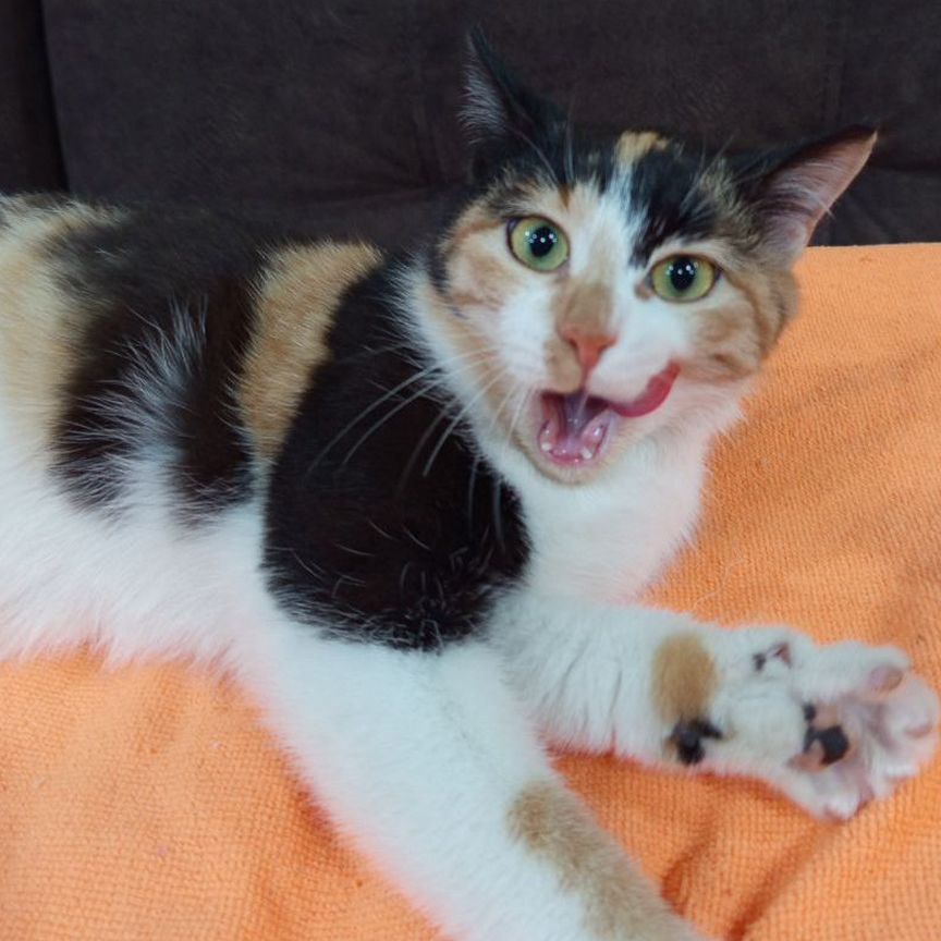 Котёнок в добрые руки