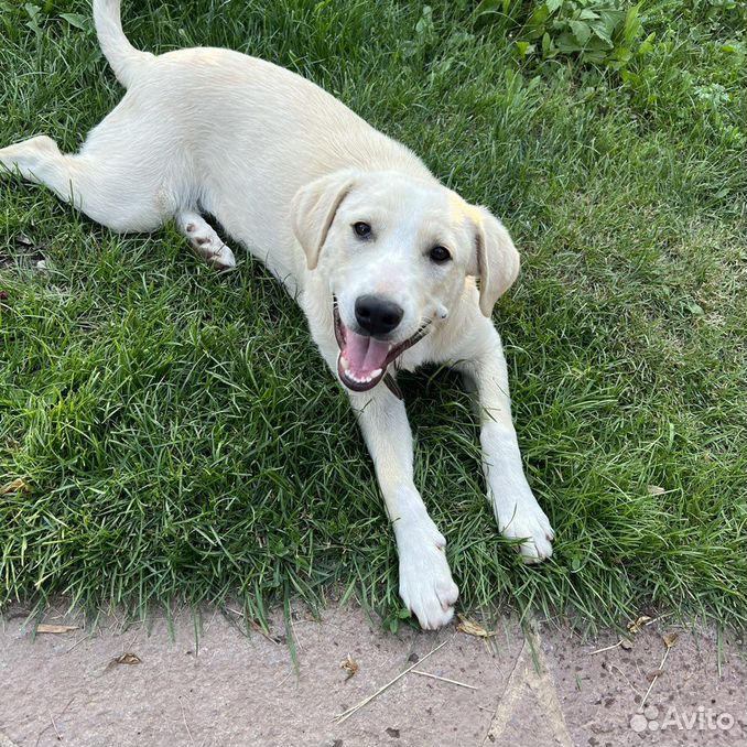 Щенок улыбашка самому доброму человеку