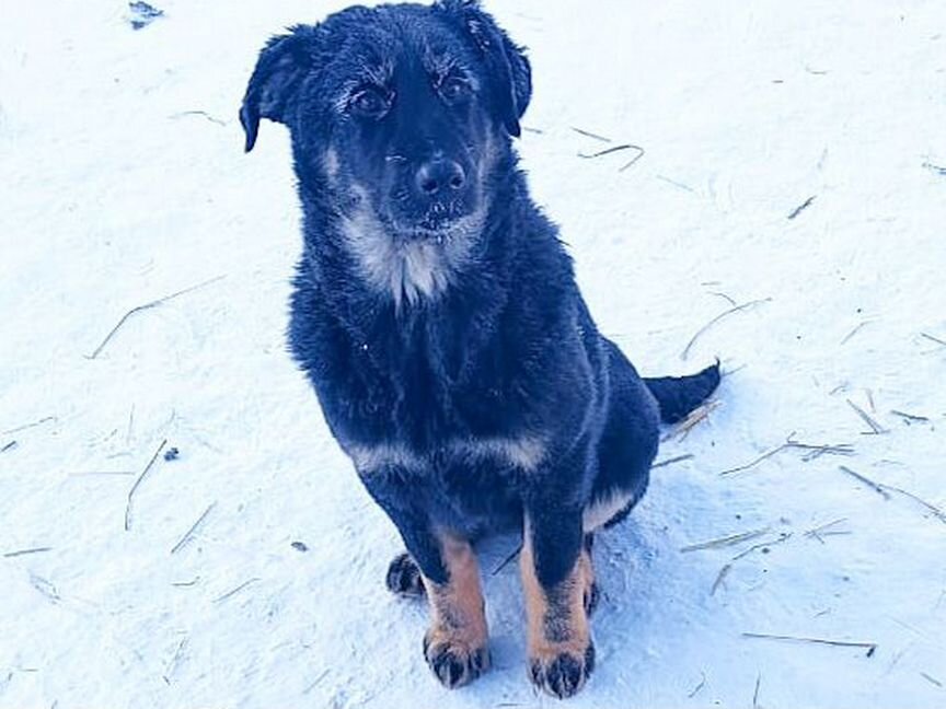 Щенок Герда стерилизованная