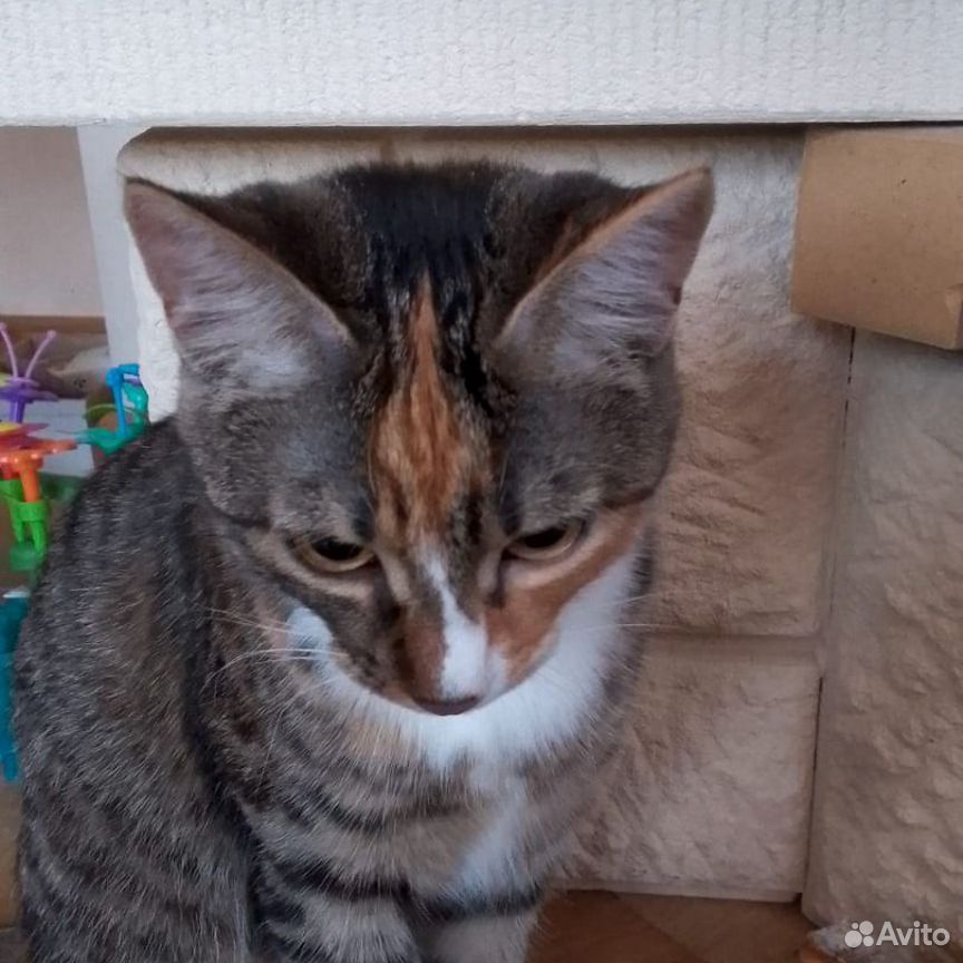Кошечка в добрые руки