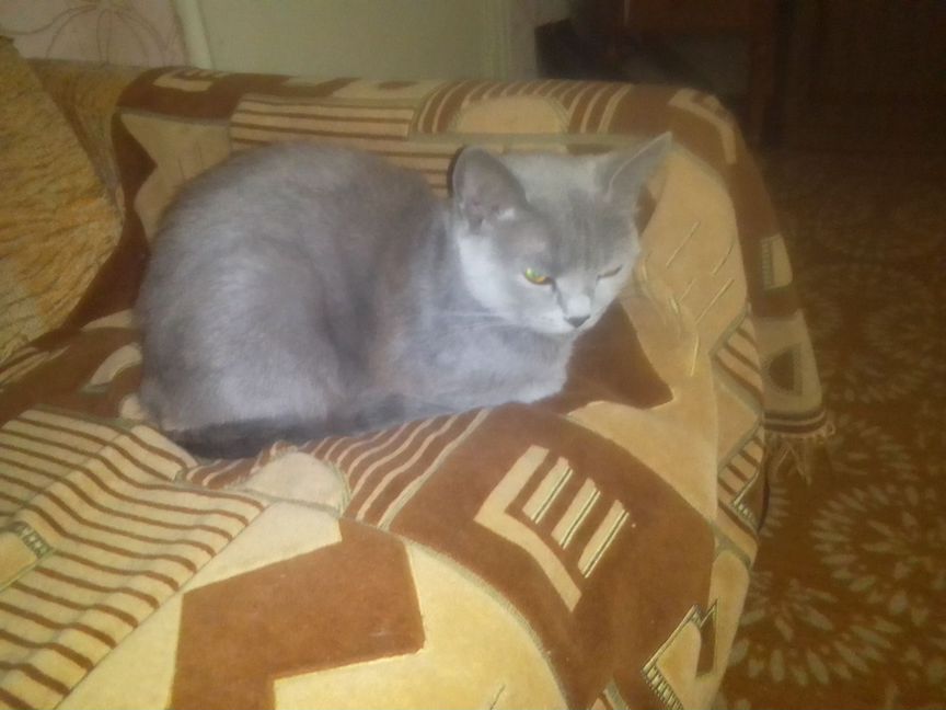 Британская кошечка вязка