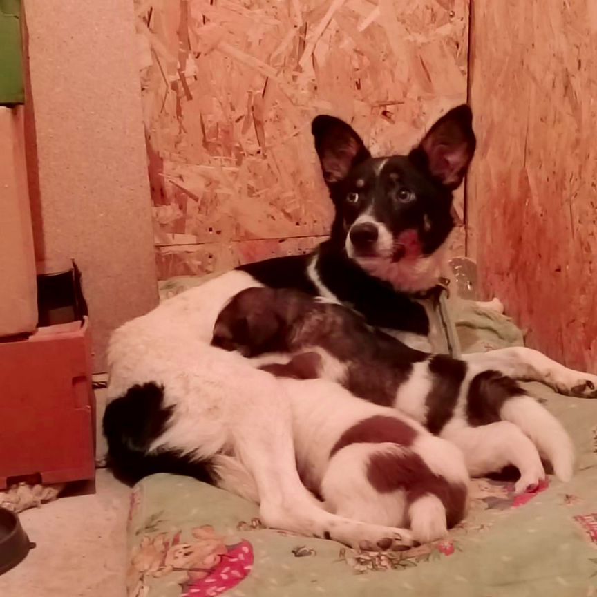 Щенки в добрые руки