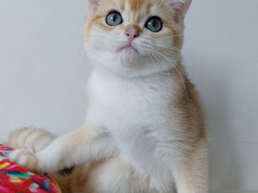 Шикарный котик золотая шиншилла
