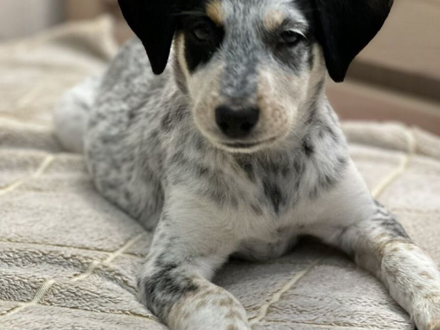 Щенок, около 4 мес.,девочка