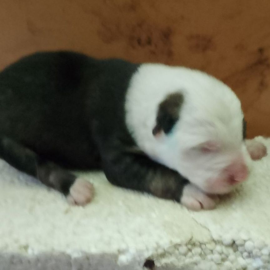 Среднеазиатская овчарка, щенок