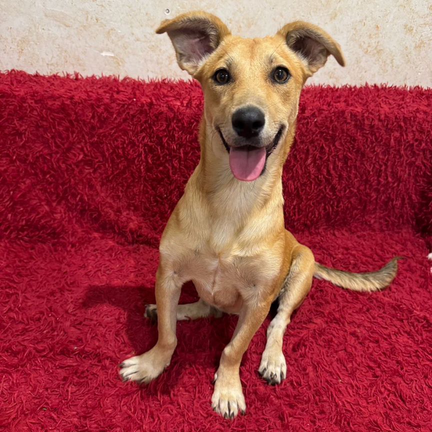 Собака в добрые руки