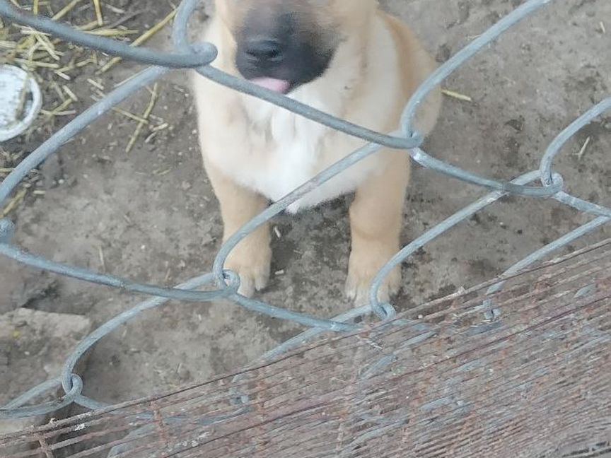 Мама кавказец папа немец