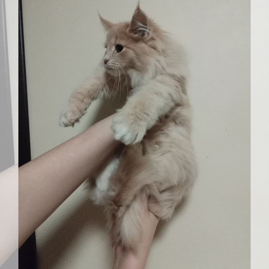 Норвежская лесная кошечка