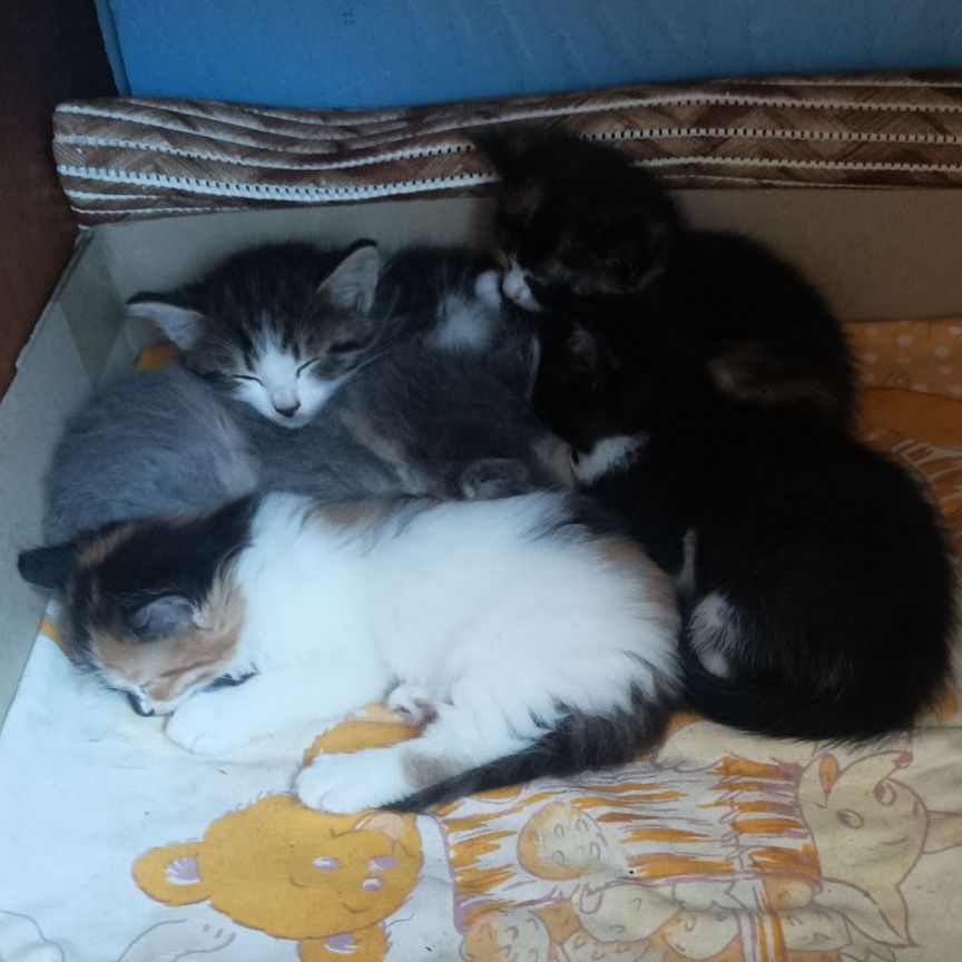 Котята в добрые руки бесплатно