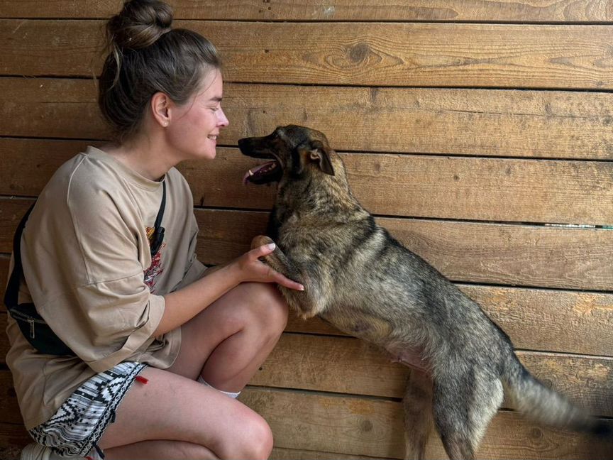 Небольшая собачка Чайка