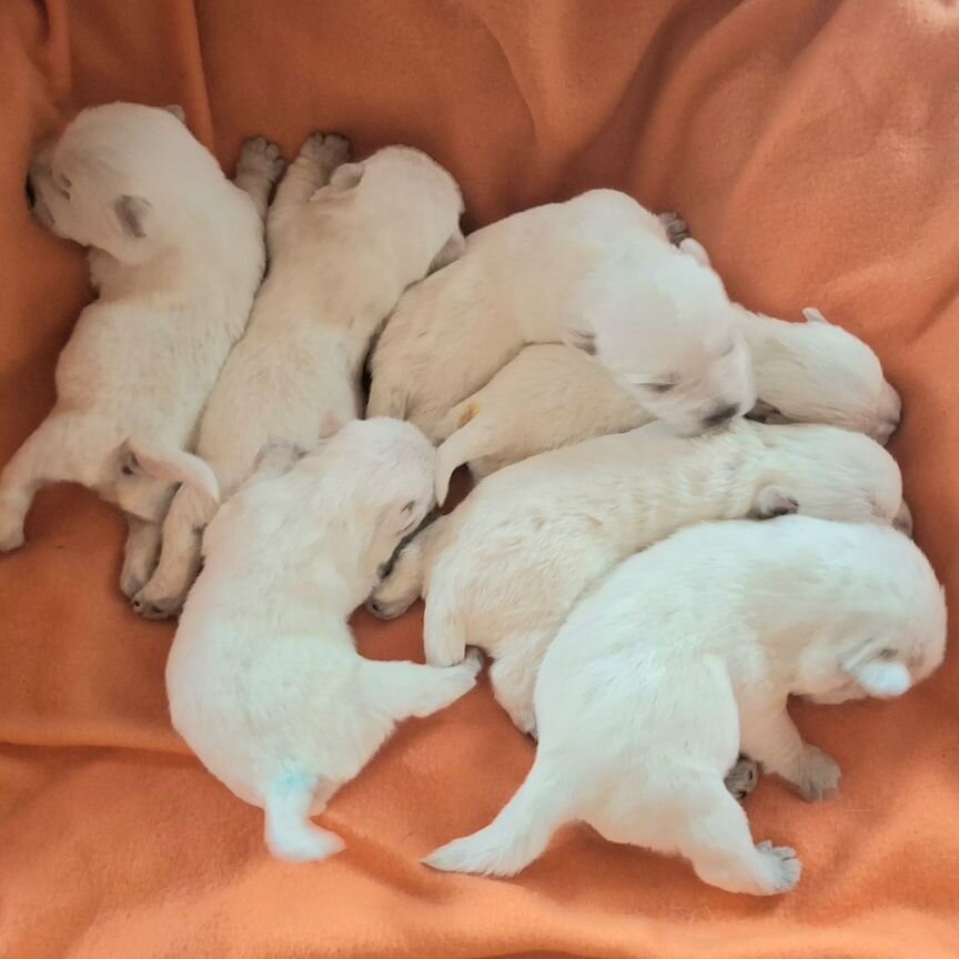 Вест-хайленд-уайт-терьер, щенок