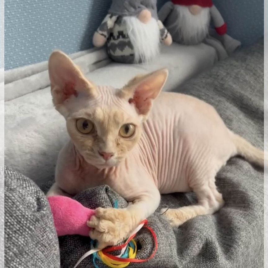 Девон-рекс котёнок