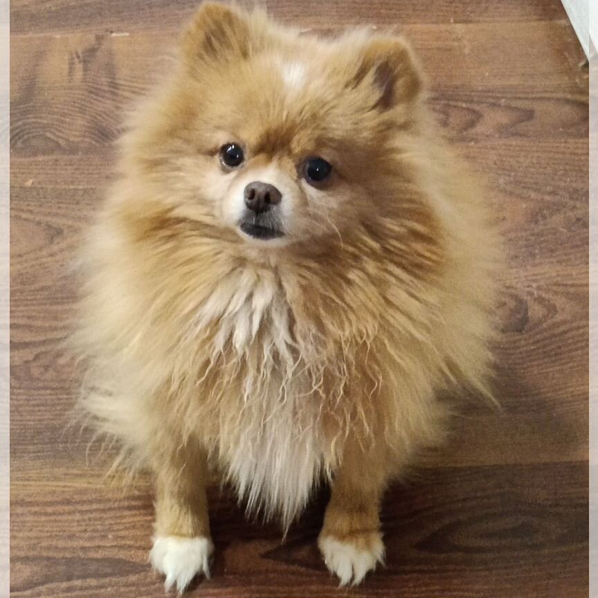 Померанский шпиц, взрослая собака