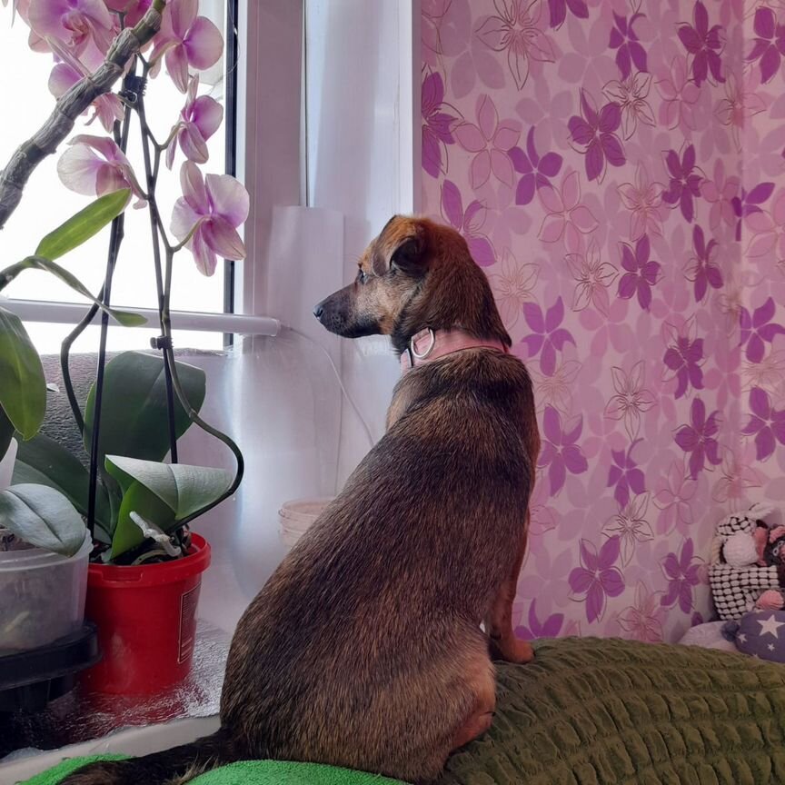 Песик Федя