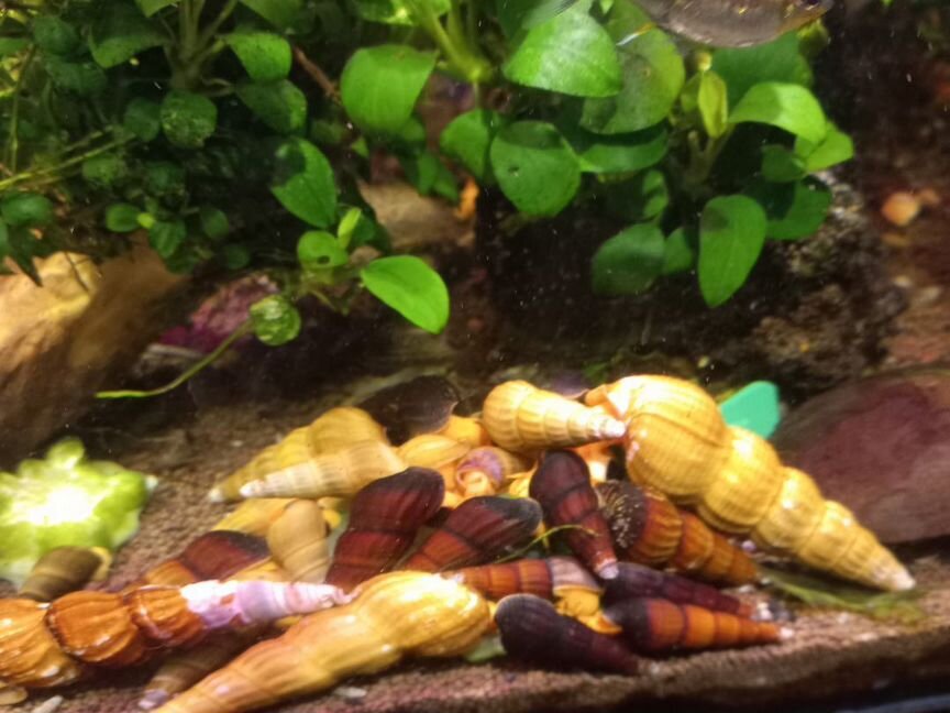 Улитки оранжевый кролик