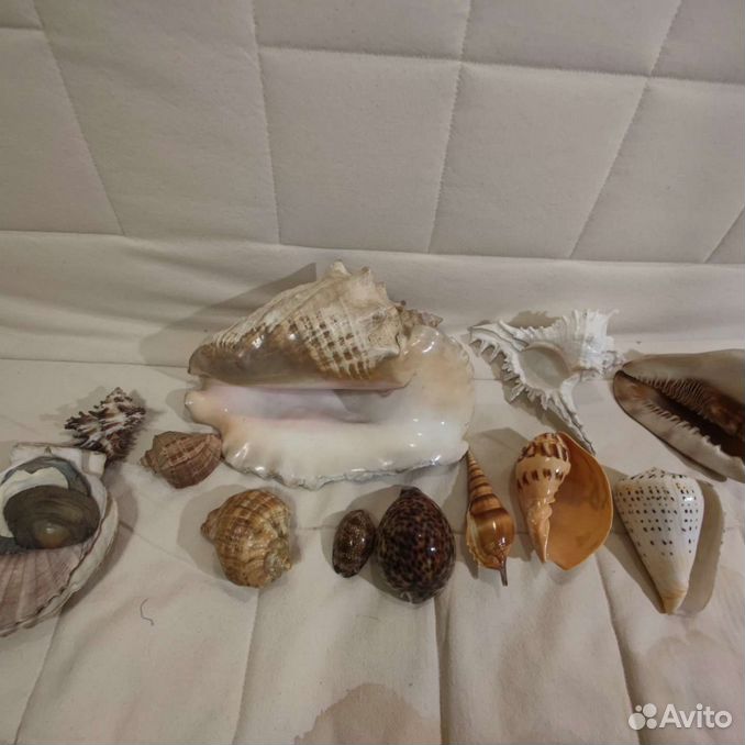Ракушки океанские, большие, цена за всё