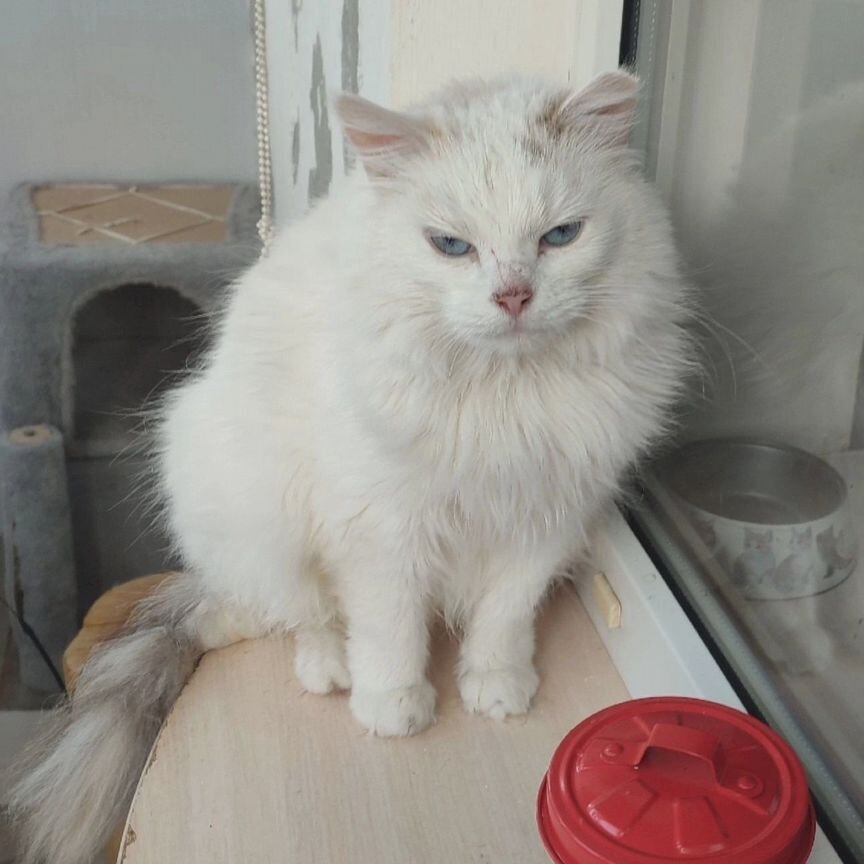 Кошка ищет заботливых хозяев