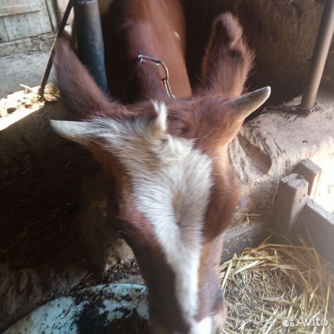 Продам бачков