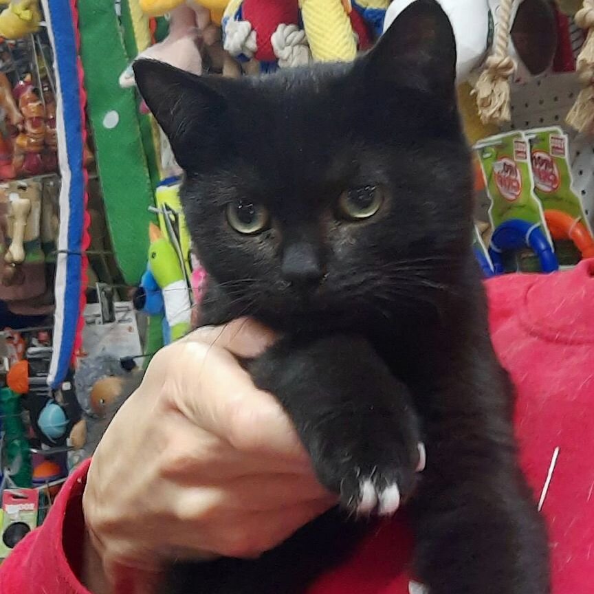 Котёнок в добрые руки