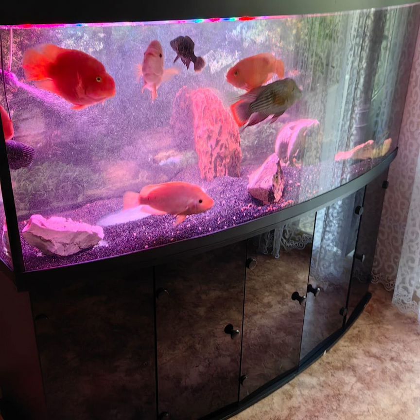 Понорамный аквариум 550 литров