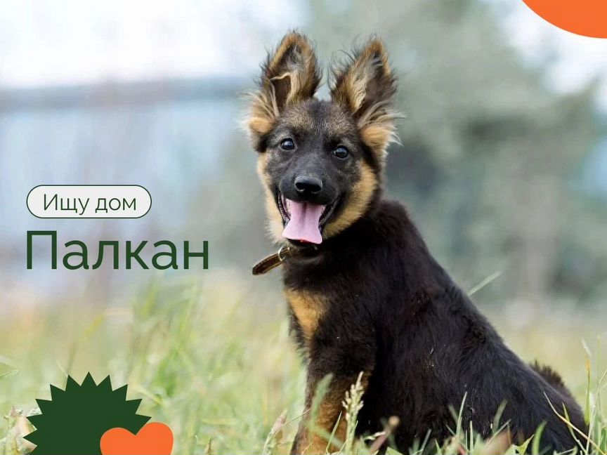 Немецкая овчарка метис в добрые руки бесплатно