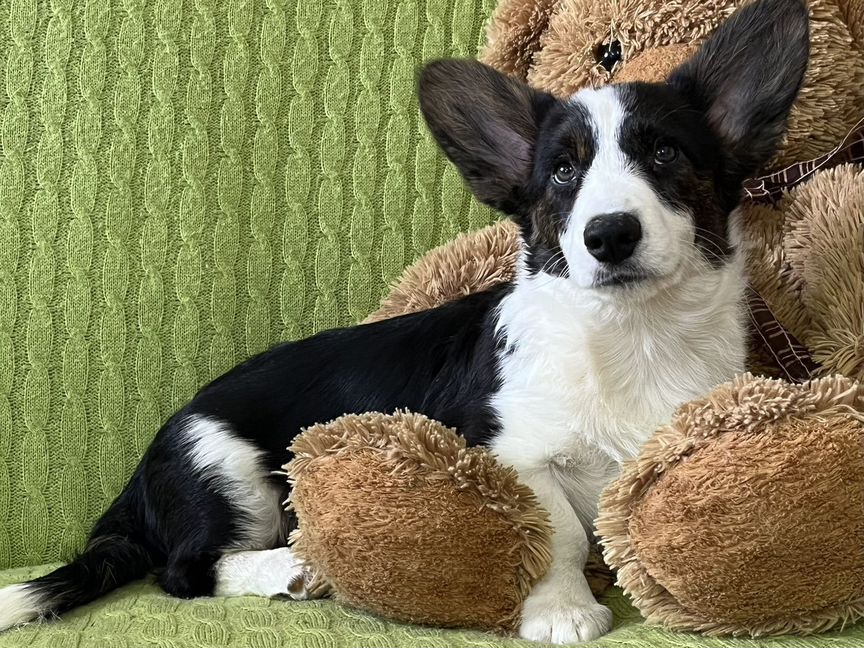 Вельш-корги кардиган щенок