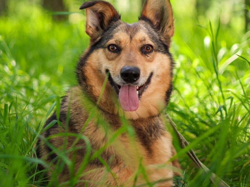 Собака Ася невероятная девочка