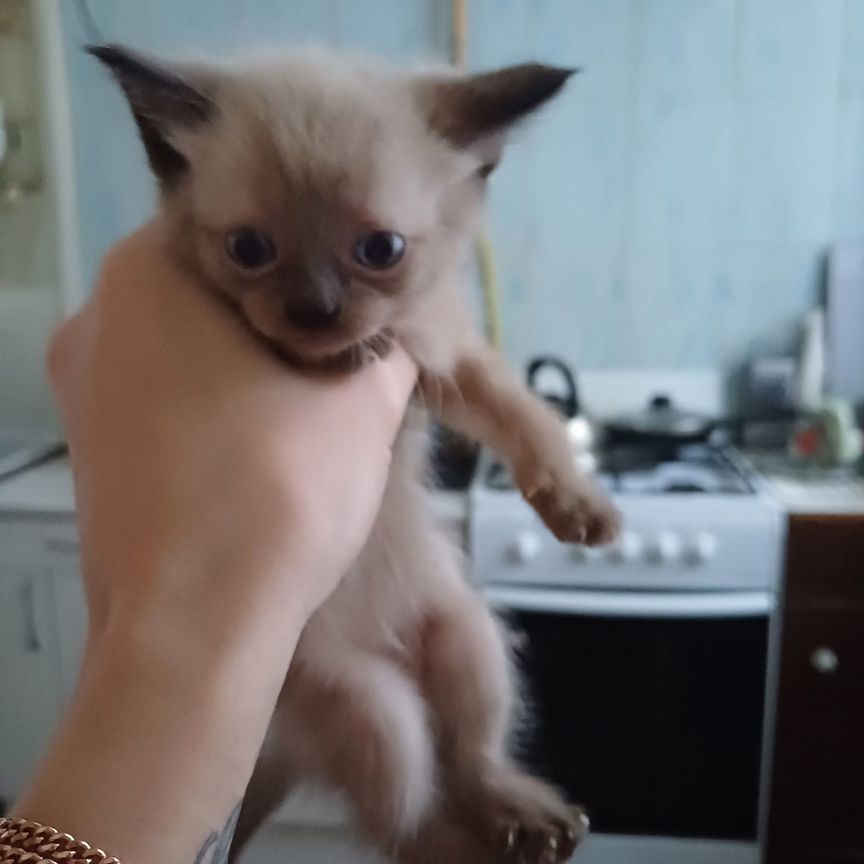 Котята отдам в добрые руки бесплатно