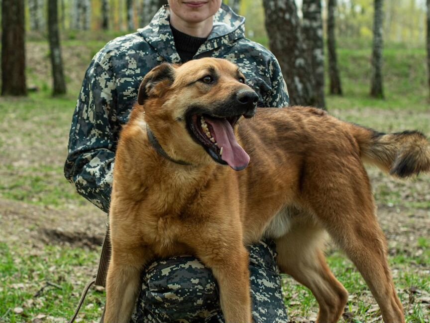 Собака из приюта станет верным другом