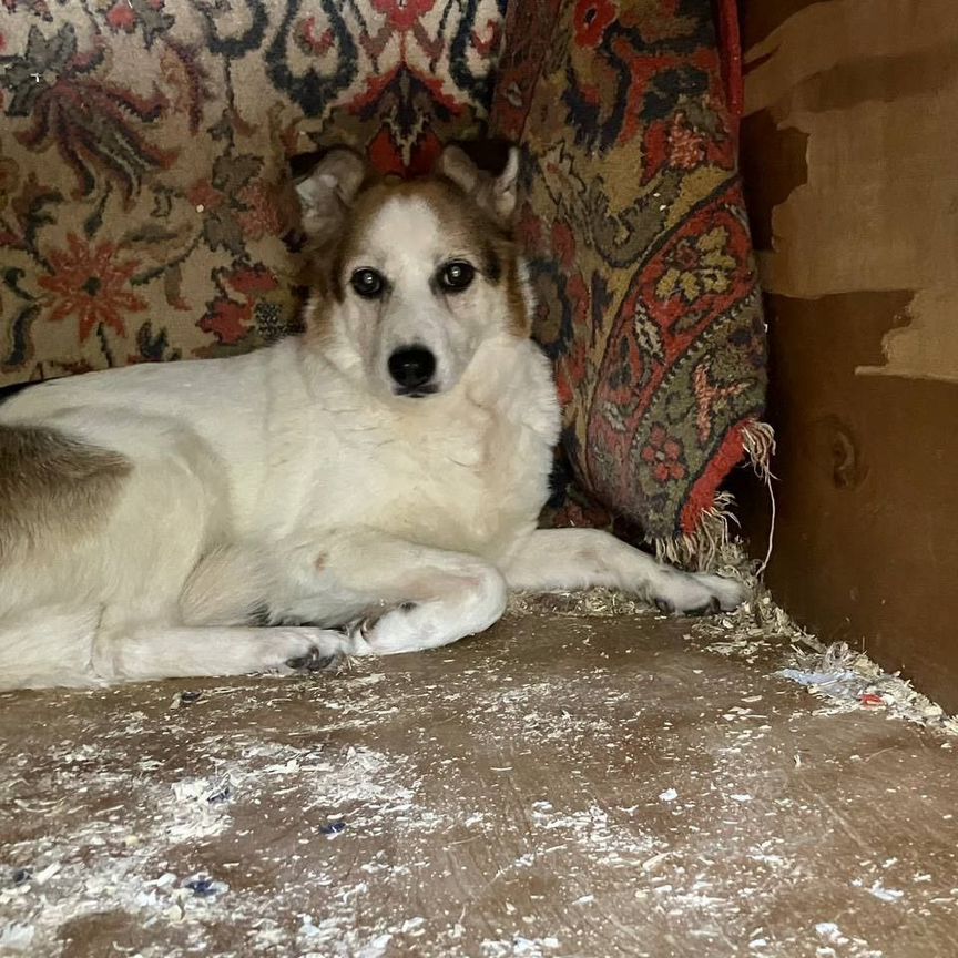 Старушка с пулей в лапе