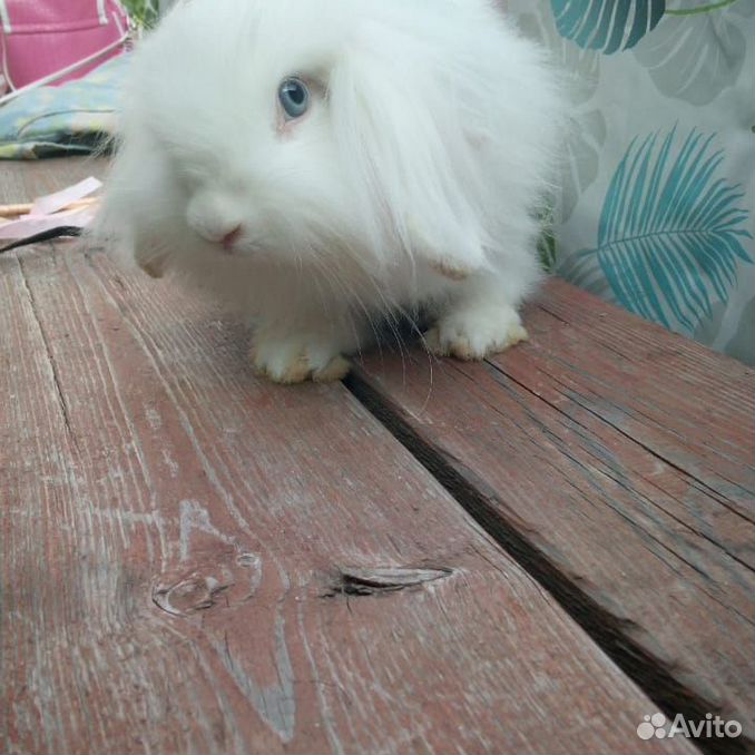 Мини карликовый кролик