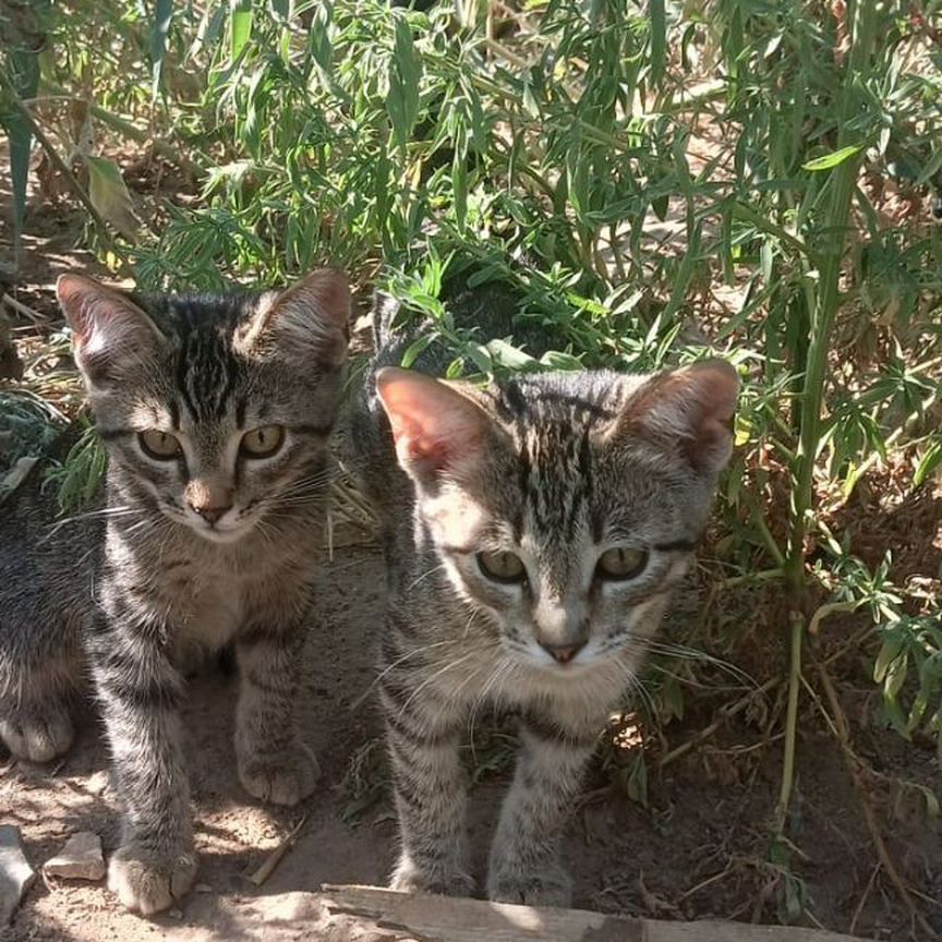 Котята погибают в камышах на Волге