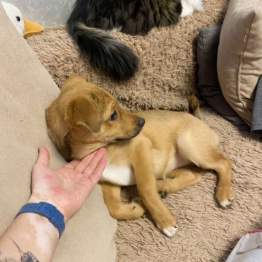 Маленькая собака